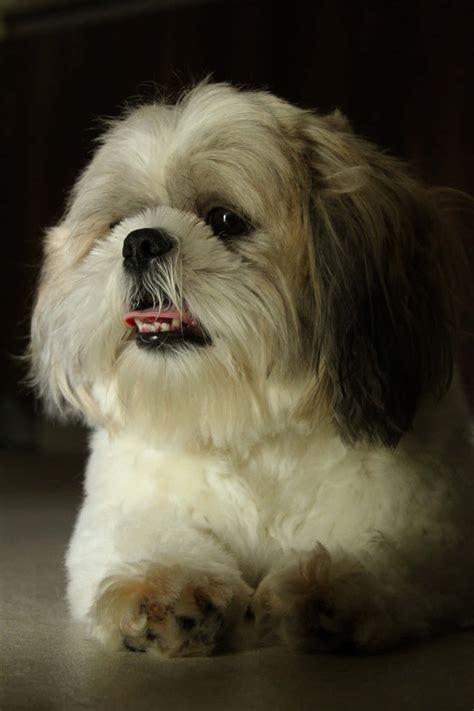 100 Shih Tzu Wallpapers