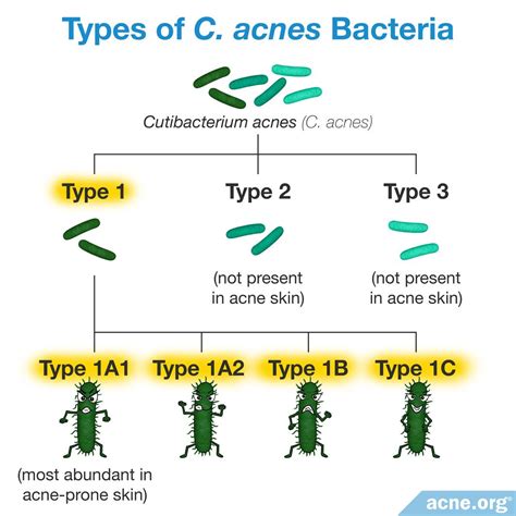 Do Different Strains Of Acne Bacteria Affect Acne Differently Acne Org