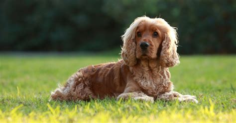 Cocker Spaniel Inglese Guida Completa Per La Cura E Laddestramento