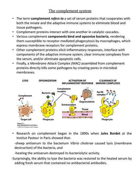The Complement System Immunology And Immunotechnology The