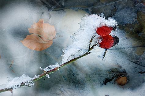 под шипковия храст Author Ivan Inovski Ivanino Photo Forum