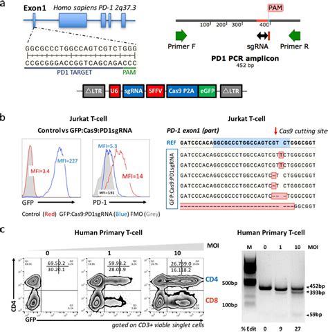 The Validation Of Pd 1 Sgrnacas9 Mediated Pd 1 Knock Out Via The Validation Of Pd 1 Sgrnacas9 Mediated Pd 1 Knock Out Via