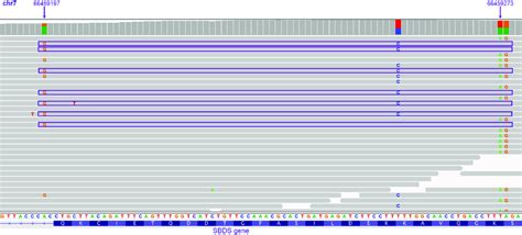 Genomic View Of The Sbds Region Using Igv Integrative Genomic Viewer