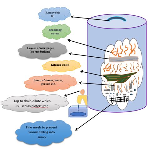 Components And Procedure Of Vermicomposting Download Scientific Diagram