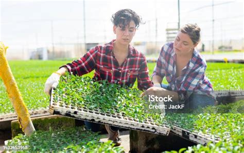 온실에서 일하는 두 명의 매력적인 젊은 여성 한 여성이 다른 여성에게 묘목 경험을 나누도록 가르치다 교습에 대한 스톡 사진 및 기타 이미지 Istock