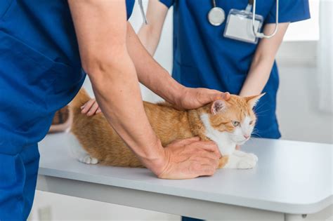 고양이 중성화 수술 후 관리 및 주의사항 비마이펫 라이프