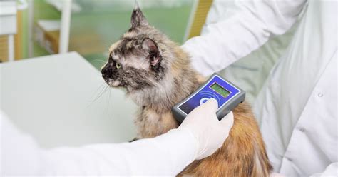 Is A Microchip ID Obligatory For Your Cat Sepicat