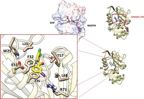 The Binding Mode Of Compound 3d In The Catalytic Site Of Dhfr
