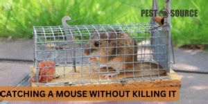 How To Catch A Mouse Without Killing It Pest Source