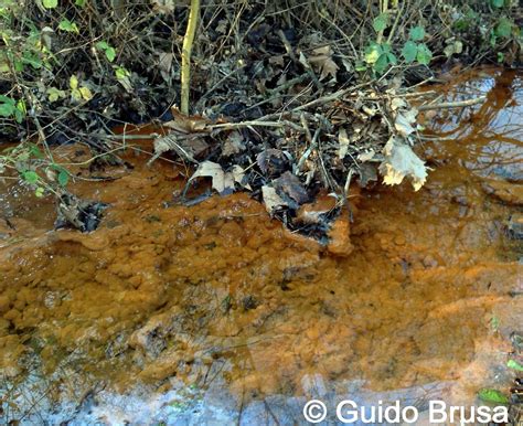 Flora Insubrica Leptothrix Ochracea