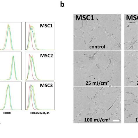 Msc Morphology And Surface Marker Expression Are Not Affected By Uv B