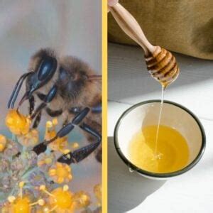 The Story Of Honey Carolina Honeybees