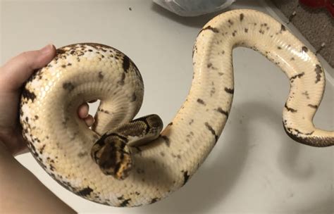 Spider Ball Python Traits Morphpedia
