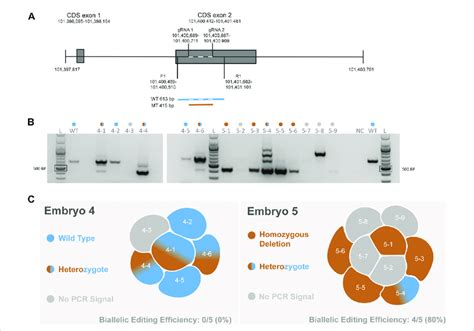 Evaluation Of Ccr5 Editing In Mcm Embryos Using Pcr Based Methods A Download Scientific