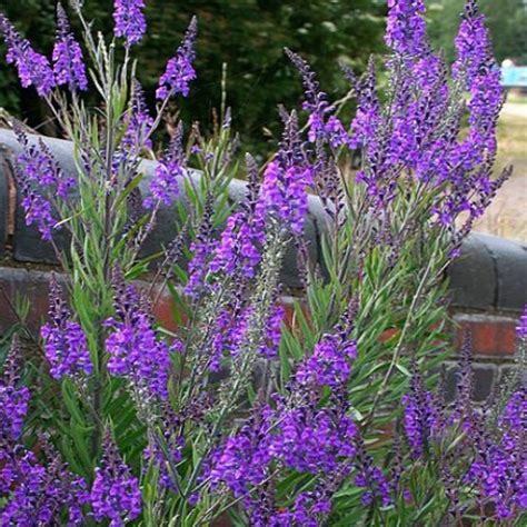 Purple Toadflax Plants Linaria Purpurea Boston Seeds