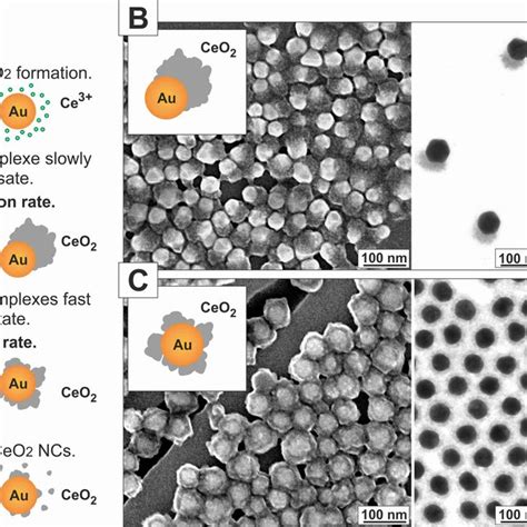 Size Control Of Au Core In The Synthesis Of Au Ceo2 Hybrid Download Scientific Diagram