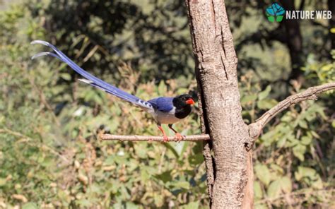 Red Billed Blue Magpie