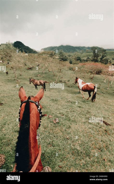 A Vertical Pov Of An Equestrian Looking At Horses In The Green Field