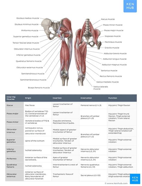 Printable Chart Of Muscles Learn With Charts