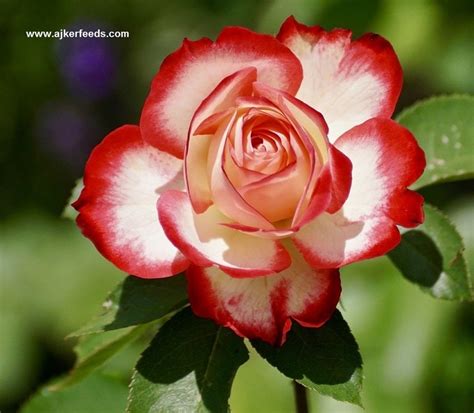 সুন্দর ফুলের ছবি ও পিকচার ডাউনলোড