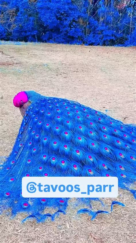 پر طاووس ‎ ‎فروش پر طاووس هندی به صورت تک و عمده ارسال به سراسر کشور