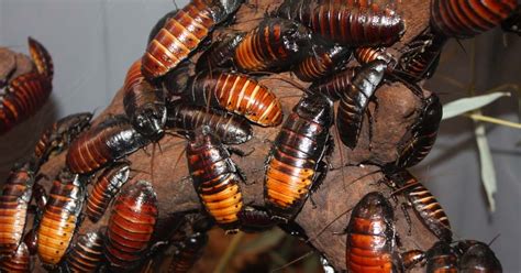 Este Es El Aliado Natural Contra La Plaga De Cucarachas Económico Y Efectivo Para Repeler Estos