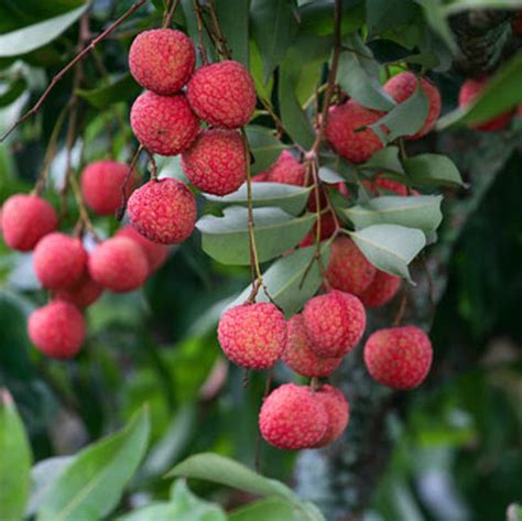 Litchee Fruit Plants Litchi Chinensis Veliyathgardens