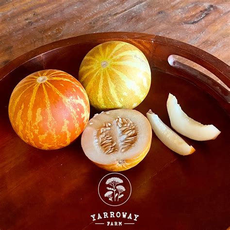 Tigger Melon Yarroway Farm