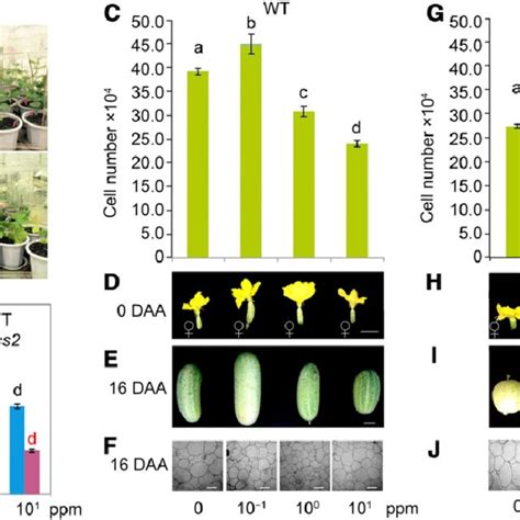 Ethylene Dose Dependent Effects On Cucumber Fruit Elongation Download Scientific Diagram
