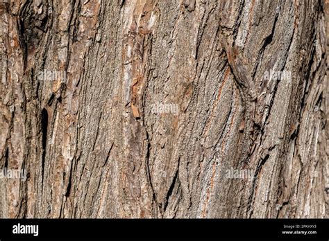 Tree Bark Brown Color With Detail Background Texture Wooden Stump Rough Surface Blank Tree