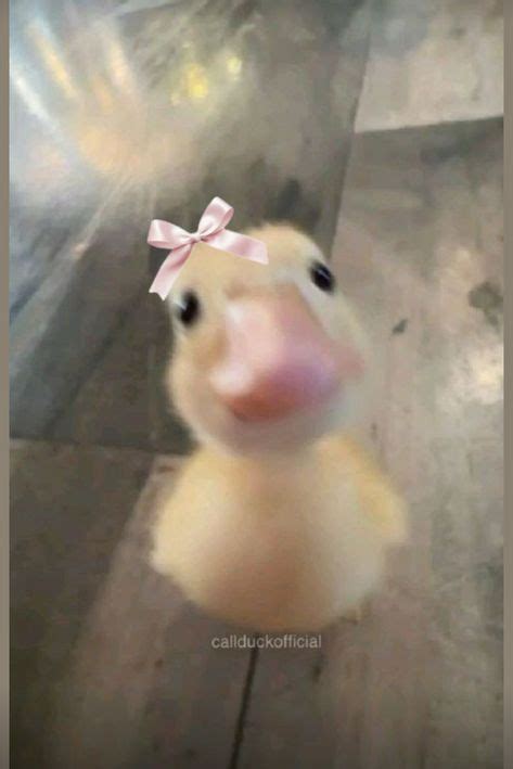 Duck Pfp
