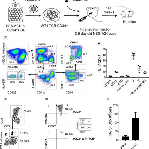 Dcs And Naïve Wt1‐specific Cd8⁺ T Cells Develop In Humanised Mice A