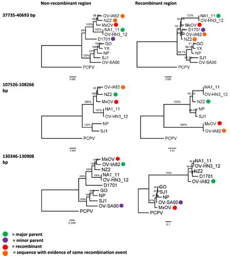Phylogenetic Trees Of The Three Most Significant Recombinant Regions Of Download Scientific
