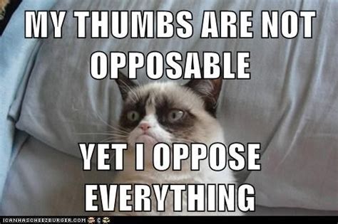 Grumpycat Memes Grumpy Cat Humor Grumpy Cat Grumpy