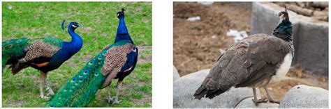 孔雀优化算法 peafowl pavo muticus cristatus optimization algorithm poa csdn博客
