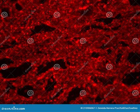 Fluorescence Microscopy Instrument Principle And Structure Outline Diagram Vector Illustration