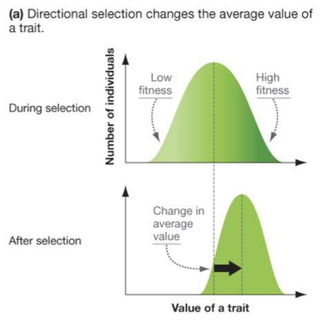 Chapter 23 Evolutionary Process Flashcards Quizlet