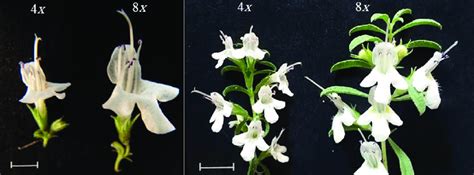 Comparison Of The Flower Morphology Between Tetraploid 4x And