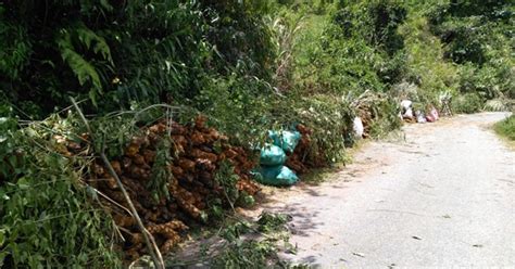 C Y Cu Li Ang B Khai Th C Qu M C