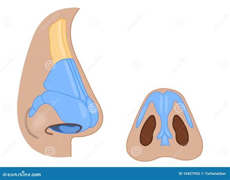 Anatomía Externa De La Nariz La Nariz Y Su Función Dmapsg