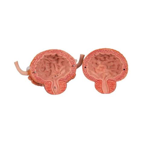 3b Scientific Dual Sex Urinary System Model 6 Part 3b Smart Anatomy Halomedicals Systems