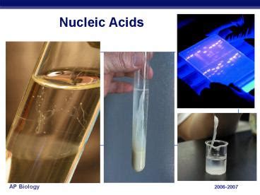 PPT Nucleic Acids PowerPoint Presentation Free To View Id A B E MjliM