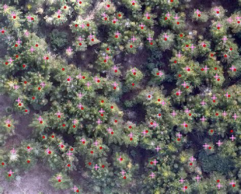Tree Detection With Machine Learning Interpine Innovation
