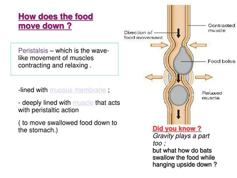 Ppt Our Oesophagus Powerpoint Presentation Free Download Id5683325
