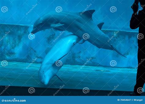 Common Bottlenose Dolphin Tursiops Truncatus Editorial Photography Image Of Lover Dolphins