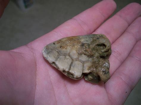 turtle shell fragment fossil id the fossil forum