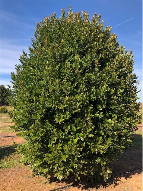 Carolina Cherry Laurel Bella Jardins Boutique