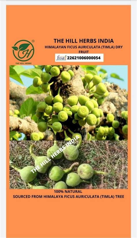 Ficus Benjamina Plant Wholesale Price Mandi Rate For Ficus Benjamina In India