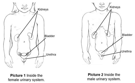 Urodynamic Testing Procedure