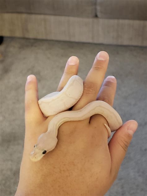 morph r ballpython